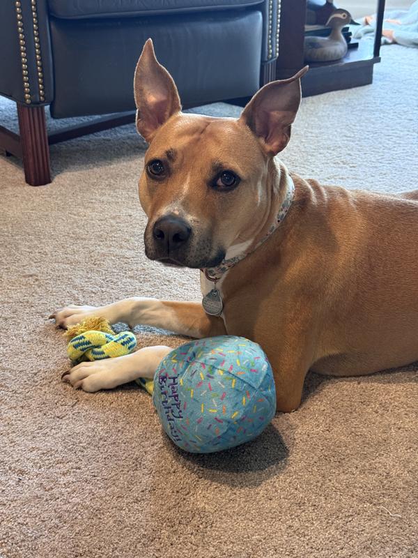 Out of Stock - FRISCO Birthday Balloon Plush with Rope Squeaky Dog Toy ...