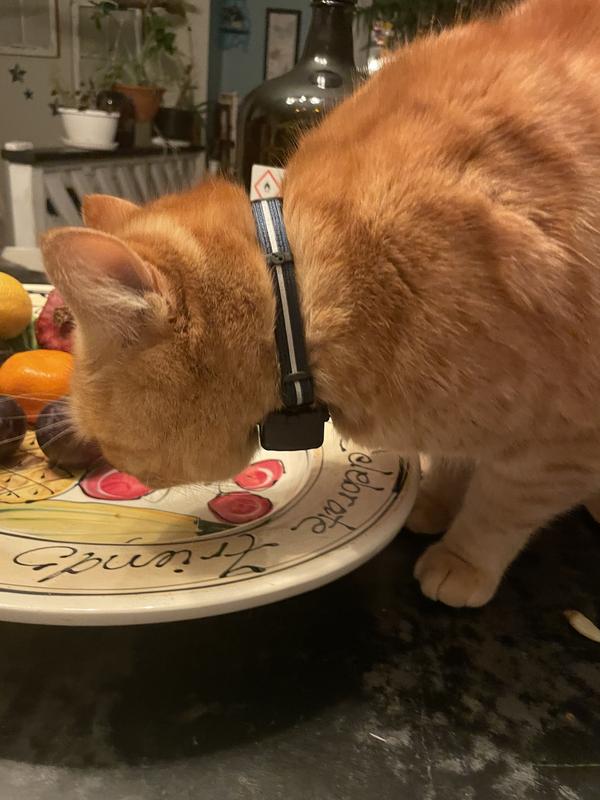 TRACTIVE Cat Mini GPS Tracker & Activity Monitor, Black - Chewy.com