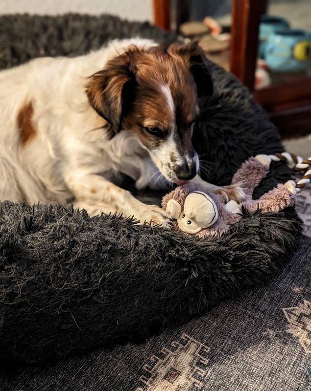 FRISCO Monkey Plush with Rope Squeaky Dog Toy, Medium/Large - Chewy.com