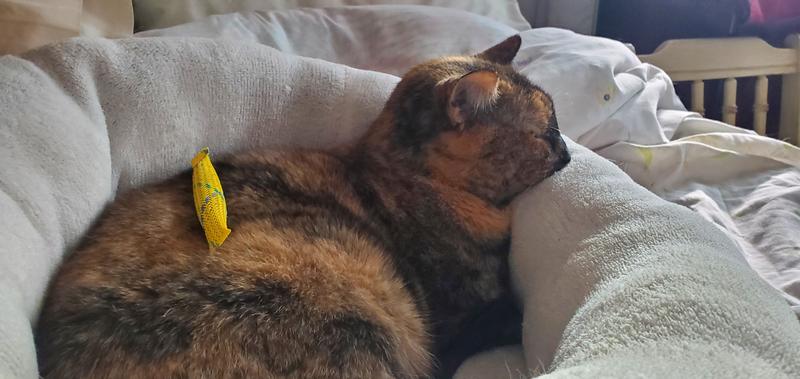 PIONEER PET Catnip Toy Nip Nibblers, 3 count - Chewy.com