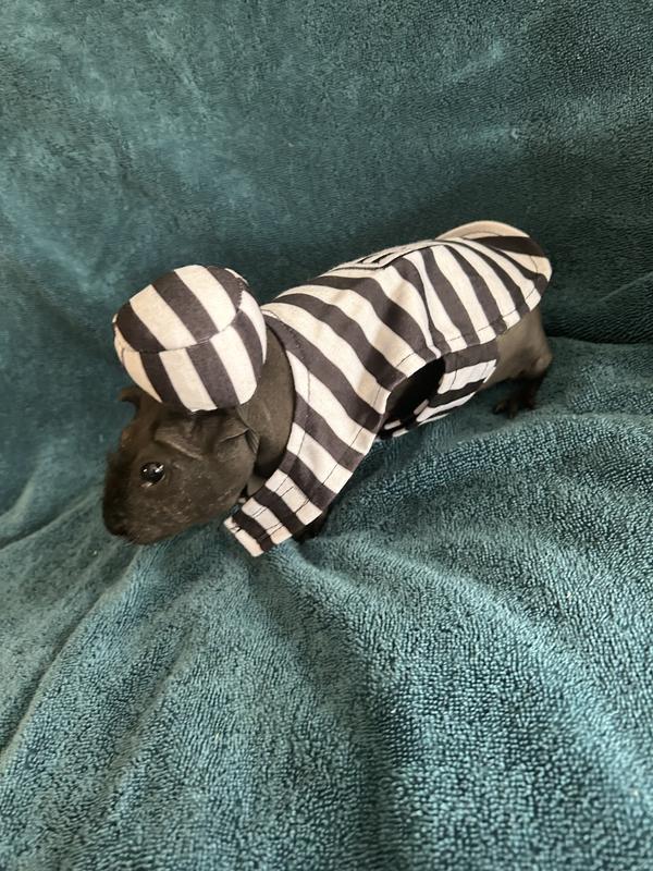 FRISCO Prisoner Guinea Pig Costume, One Size, Multi Color - Chewy.com