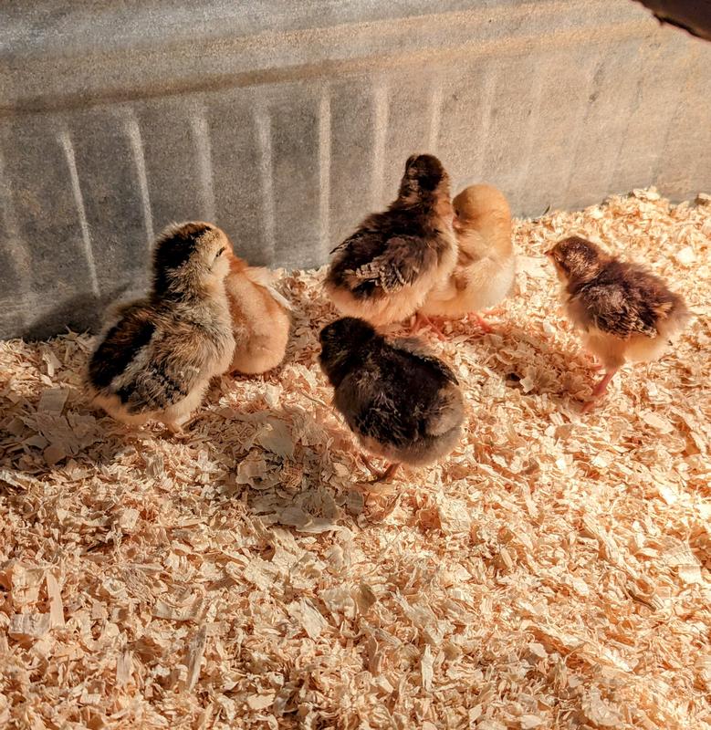 NUTRENA NatureWise Chick Starter Grower 18% Protein Crumble Chicken ...