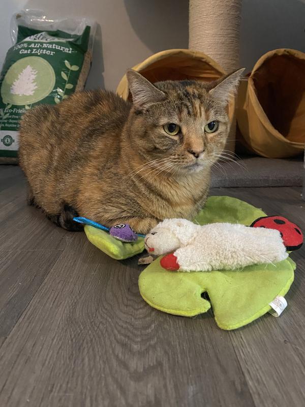 MULTIPET Lamb Chop Plush Cat Toy with Catnip - Chewy.com