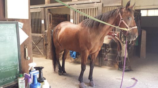 ANIMED PureFlex Joint Complex Powder Horse Supplement, 2.5-lb tub ...