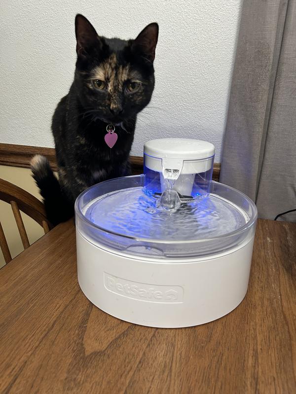 PETSAFE Outlast Pumpless Cat Water Fountain, White, 90-oz - Chewy.com