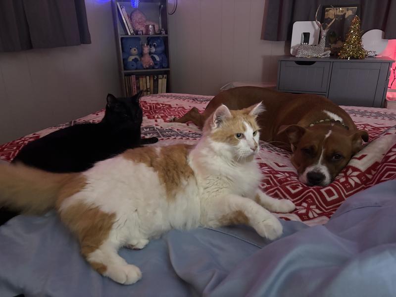 FRISCO Sushi Plush Cat Toy with Catnip, 4 count | Chewy Canada