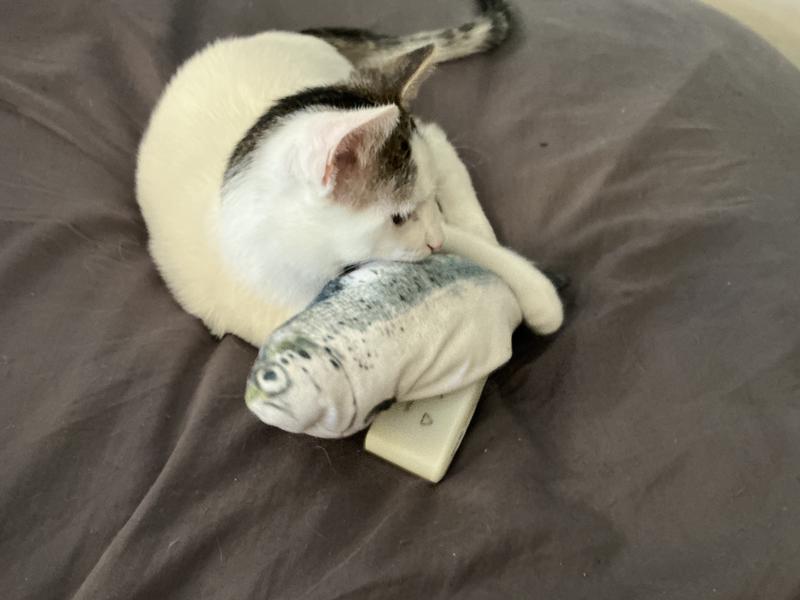 FRISCO Interactive Flopping Fish Electronic Cat Toy with Catnip - Chewy.com