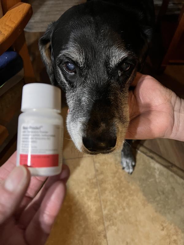 NEO-PREDEF with Tetracaine Topical Powder for Dogs, Cats & Horses, 15 ...