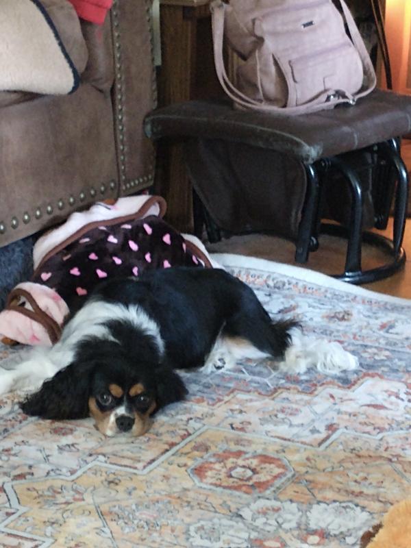 DISNEY Daisy Duck Plush Squeaky Dog Toy - Chewy.com