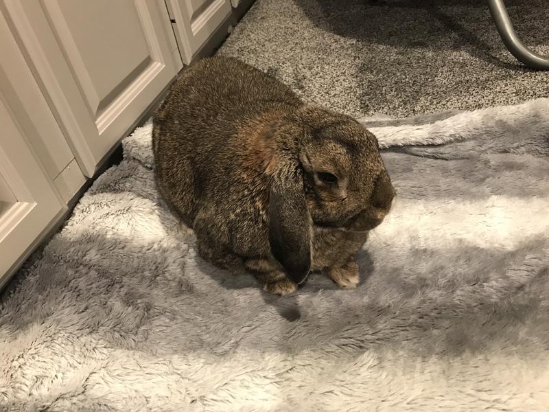 OXBOW Natural Science Joint Support Small Animal Supplement, 60 count ...