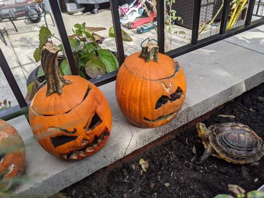 ZOO MED Canned Box Turtle Food, 6-oz can - Chewy.com