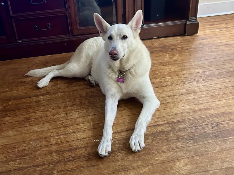 PROIN ER (phenylpropanolamine hydrochloride extended-release tablets ...