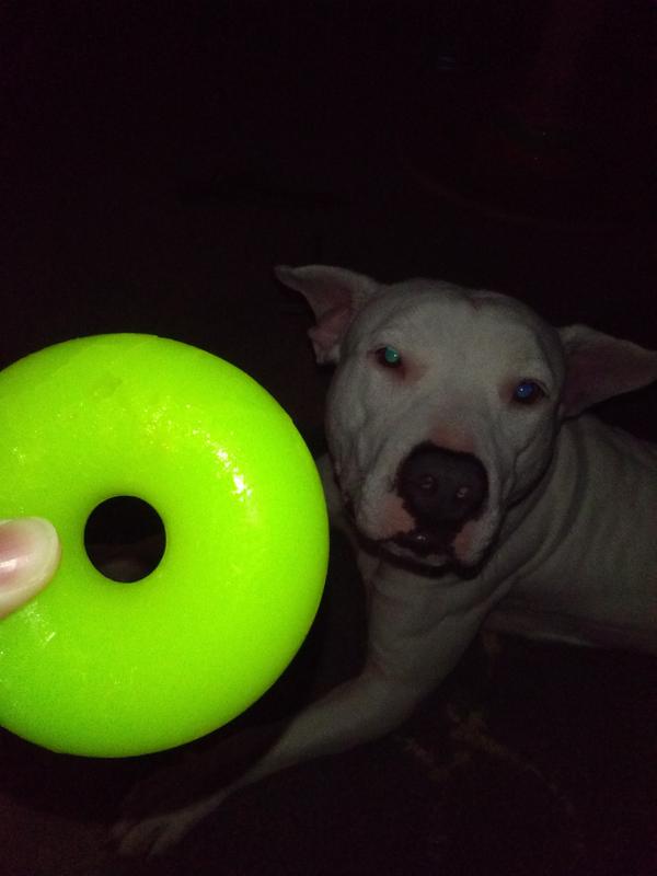 RUFF DAWG Indestructible Dawg Nut Tough Dog Chew Toy, Color Varies, X ...