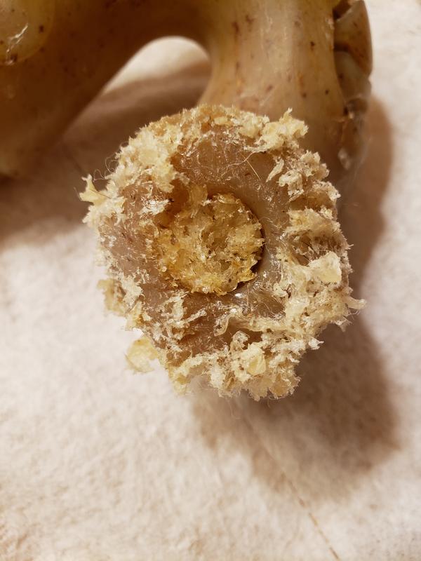 BENEBONE Tripe Bone Tough Dog Chew Toy, Brown, Large - Chewy.com