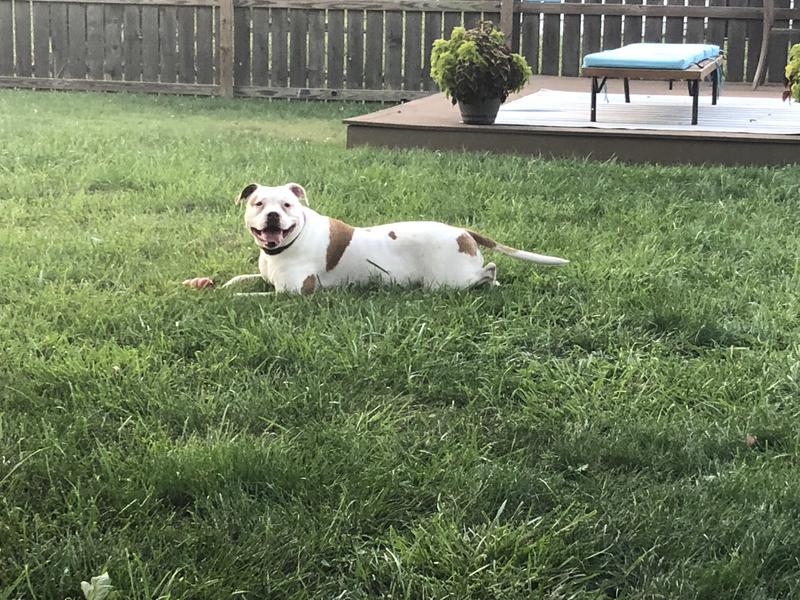 PREVICOX (Firocoxib) Chewable Tablets for Dogs, 57-mg, 1 tablet - Chewy.com