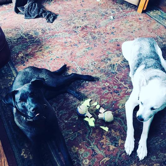 KONG AirDog Dumbbell Dog Toy, Medium - Chewy.com