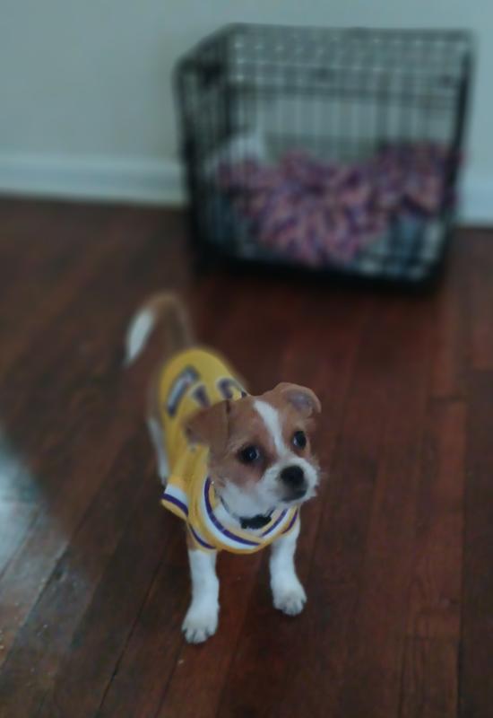 PETS FIRST NBA Dog & Cat Mesh Jersey, Los Angeles Lakers, Medium ...