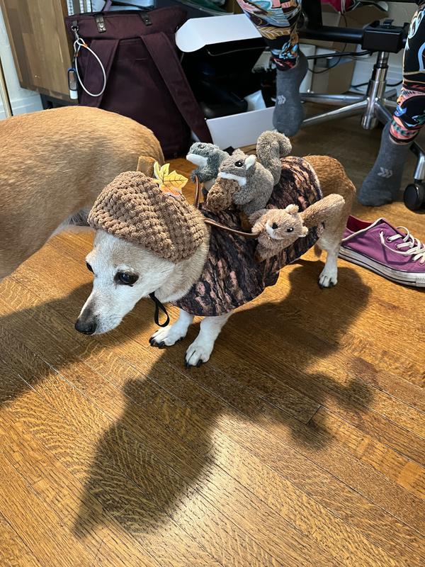 FRISCO Squirrels & Nuts Ride-On Dog Costume, Medium - Chewy.com