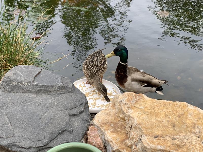 KALMBACH FEEDS All Natural Duck & Goose Food, 50-lb bag, case of 2 ...