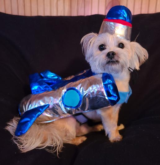 FRISCO Rocket Ship Dog & Cat Costume, Medium - Chewy.com