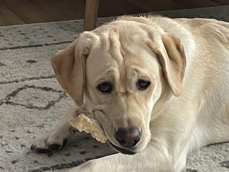 BONES & CHEWS Made in USA Beef Hock Bone Dog Treat - Chewy.com