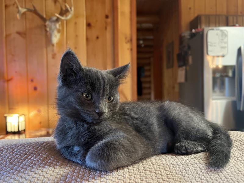 WELLNESS Complete Health Kitten Variety Pack Grain-Free Canned Cat Food ...