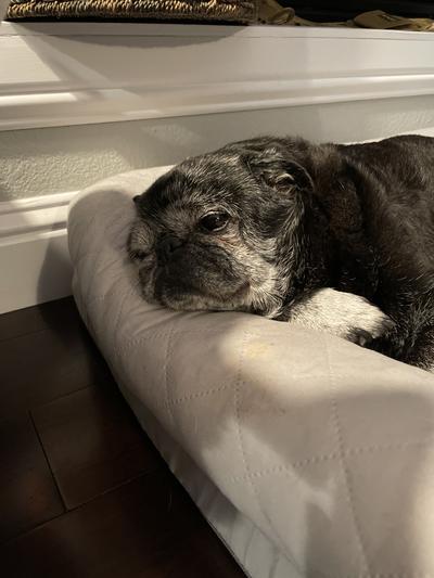 QUELLIN (Carprofen) Chew for Dogs, 100-mg, Bottle of 30 Chews - Chewy.com