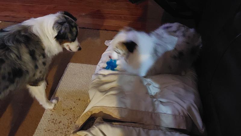 FOUFIT Paci Chew Pacifier Squeaky Dog Toy, Blue, Large - Chewy.com