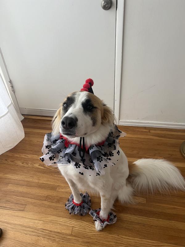 Out of Stock - FRISCO Clown Dog & Cat Costume Accessory, Medium/Large ...