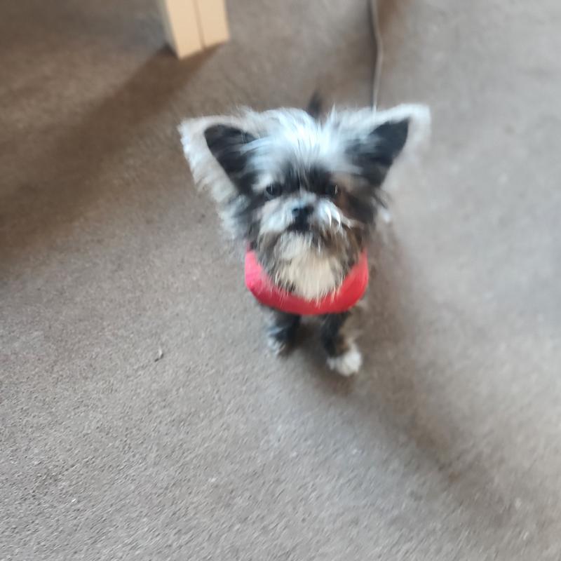 SOLID GOLD Chicken Flavor Gut Health High-Protein Dry & Wet Dog Food ...