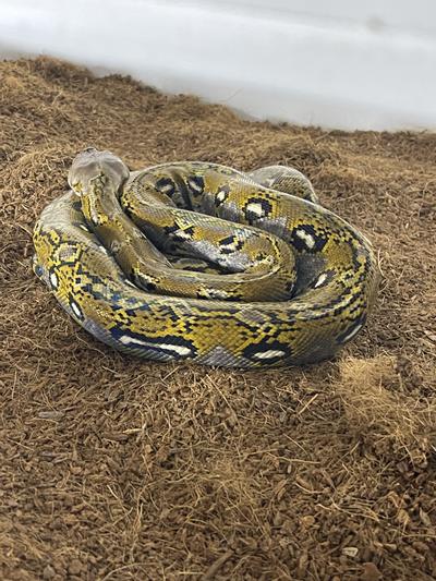 REPTILE PRIME Coconut Fiber Reptile Substrate, 24-qt bag, 3 count ...