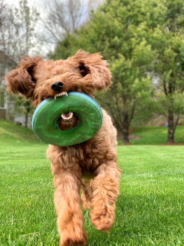 Discontinued - CHUCKIT! Zipflight Disc Dog Toy, Color Varies, Small ...