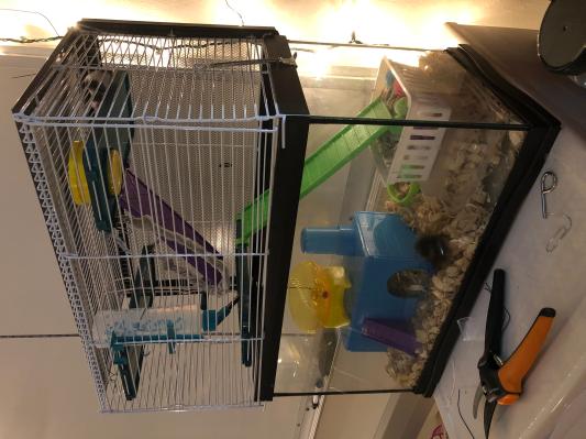 KAYTEE My First Home Small Animal Tank Topper, 10-gallon - Chewy.com