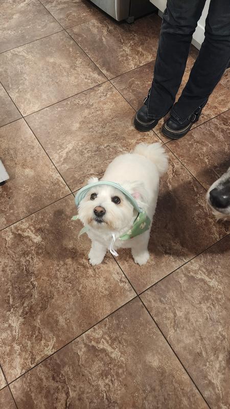 FRISCO Summer UPF 45 Cooling Dog & Cat Bucket Hat, Light Green, X-Small ...