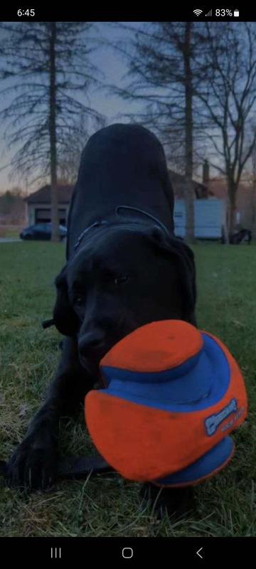 CHUCKIT! Kick Fetch Ball Dog Toy, Large - Chewy.com