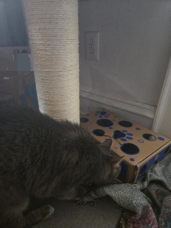 Out of Stock - FRISCO Chewy Box Cardboard Interactive Maze Cat Toy with ...