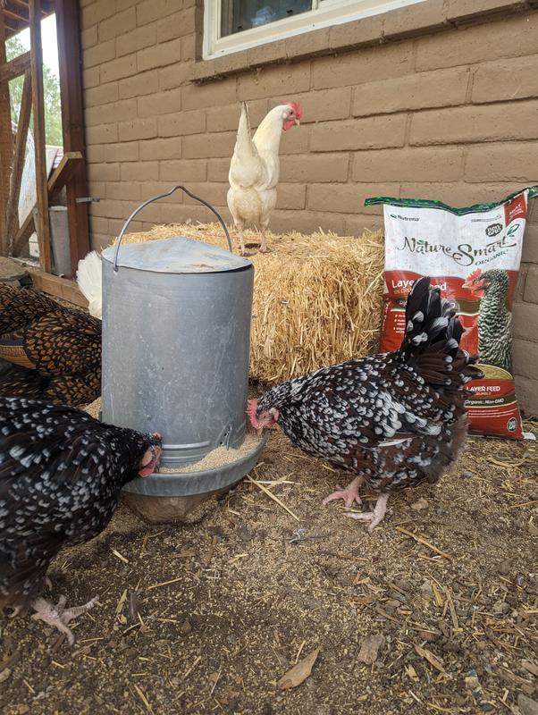 NUTRENA Nature Smart Organic Layer Feed 16% Protein Crumble Chicken ...