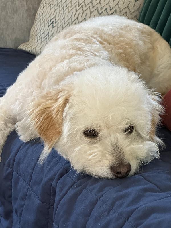 ROYAL CANIN VETERINARY DIET Selected Protein Potato & Rabbit Formula ...