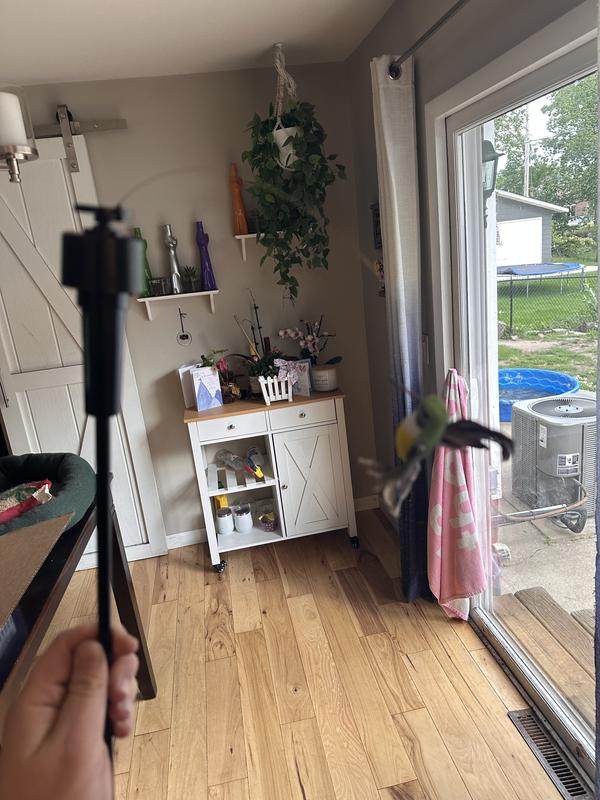 PLAYOLOGY Motorized Hummingbird/Butterfly Teaser-Wands Cat Toy ...