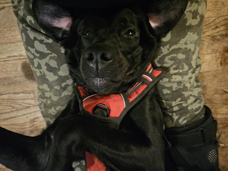 YIP Smart Tag Dog ID Tag - Works with Samsung Galaxy Phones, Bone, Blue ...