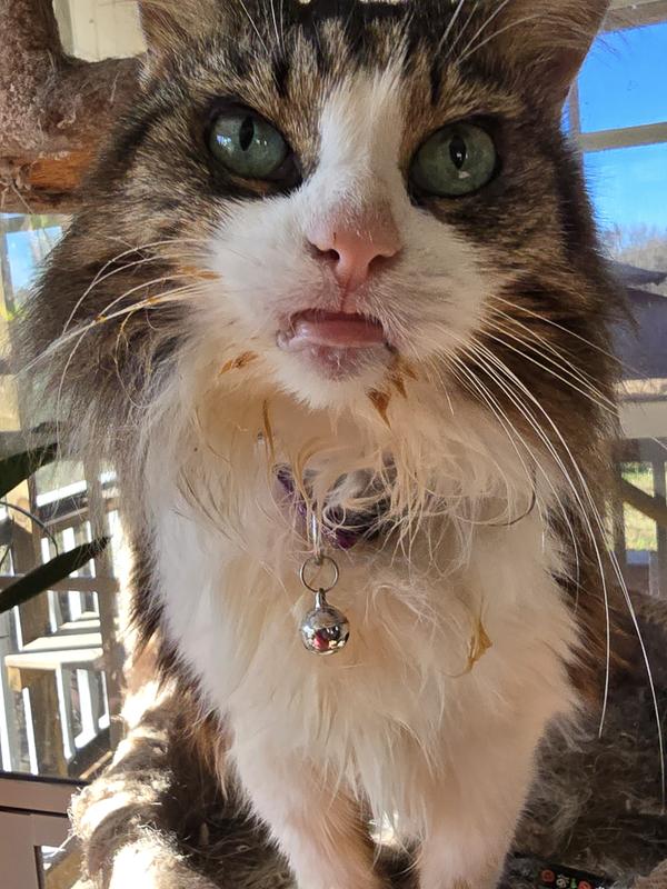 VETOQUINOL Laxatone Gel Hairball Control Supplement for Cats, 4.25-oz ...