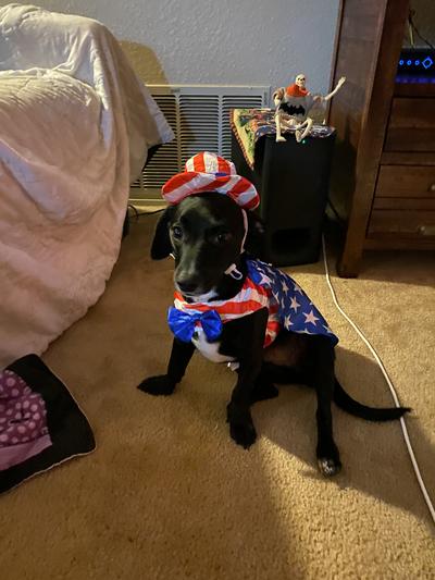 RUBIE'S COSTUME COMPANY Uncle Sam Dog Costume, Medium - Chewy.com