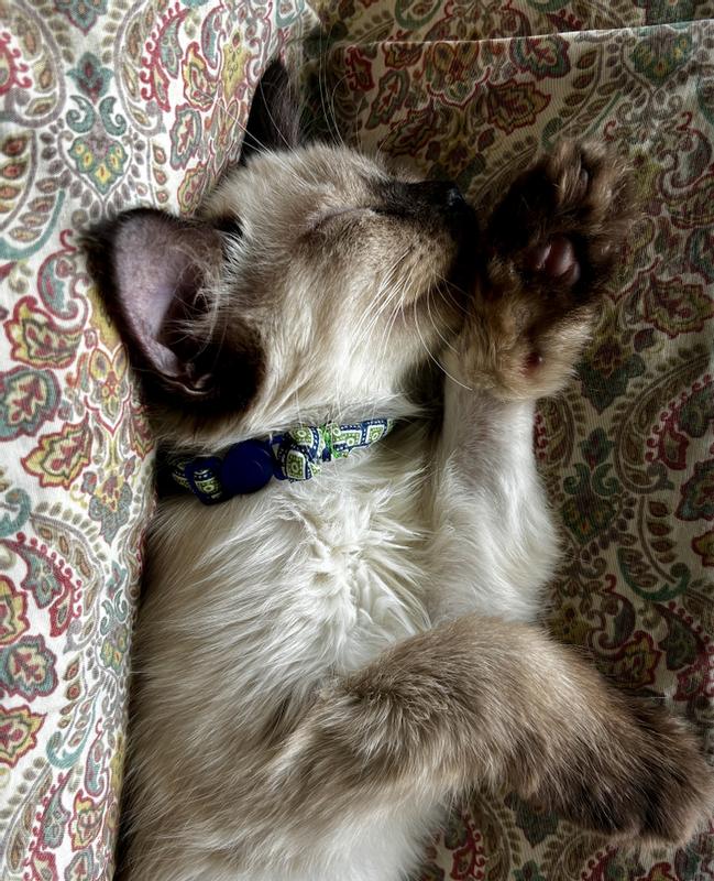 LI'L PALS Round Kitten Collar, Flowers - Chewy.com