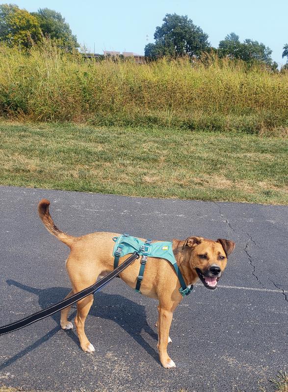 RUFFWEAR Flagline Front-Clip Dog Harness, Alpenglow Pink, X-Small: 17 ...