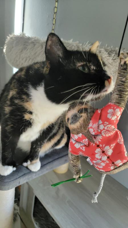 MEOWIJUANA Jump 'n' Jamb Get Wild Sloth Refillable Swinging Door Jamb ...