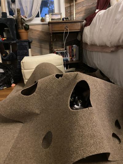 SNUGGLYCAT Ripple Rug Cat Activity Play Mat - Chewy.com