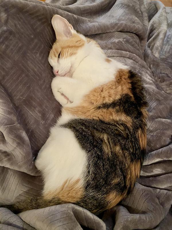 NEO-POLY-DEX (Generic) Ophthalmic Suspension, 5-mL, 2 count - Chewy.com