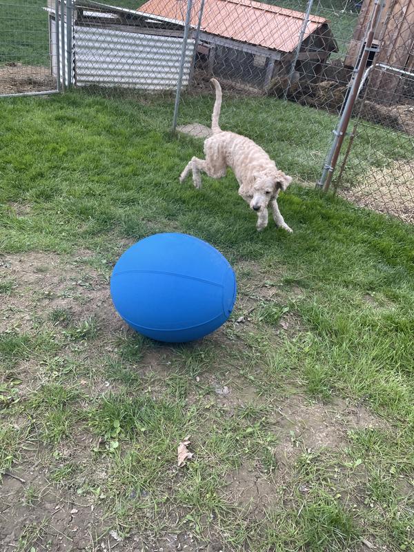 HERDING BUDDY Ball Dog Toy, Blue, 18-in - Chewy.com