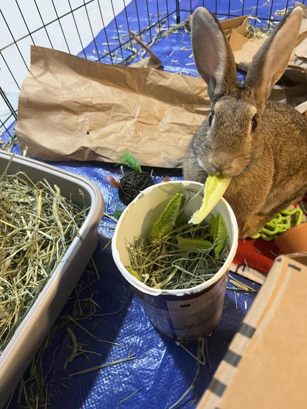 OXBOW Organic Meadow Hay Small Animal Food, 40-oz bag - Chewy.com