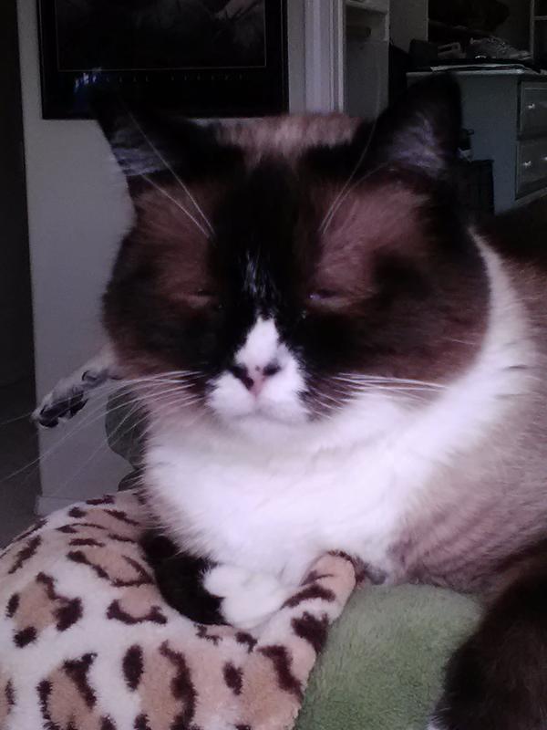 ICU MEDICAL Lactated Ringers Electrolyte Injection Solution, 1000-mL ...